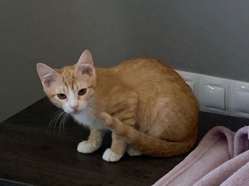 Котенок в добрые руки