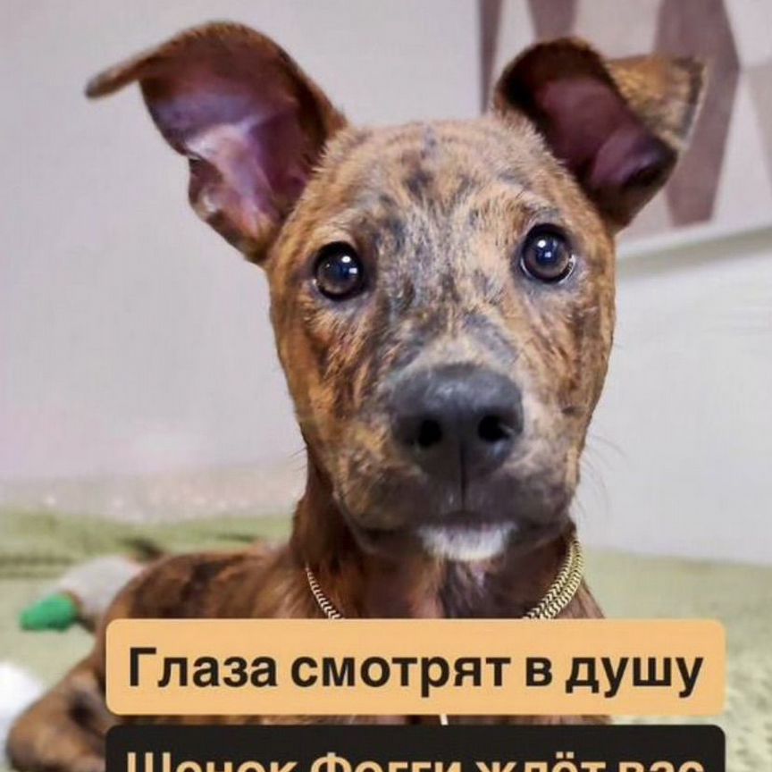 Щенок в добрые руки