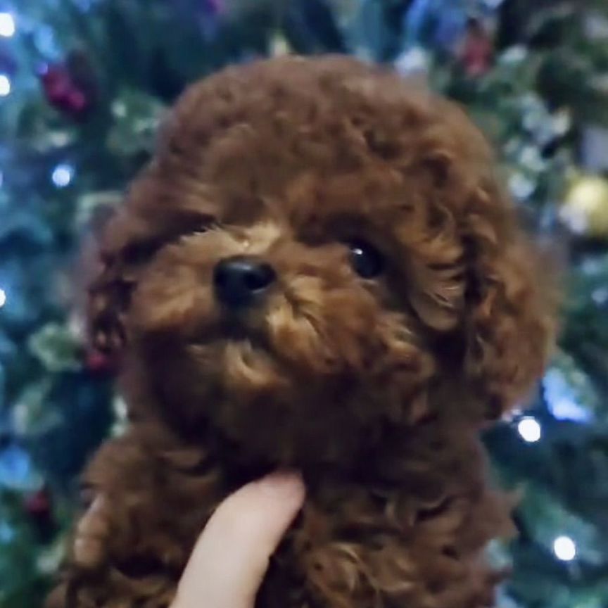 Той-пудель, щенок