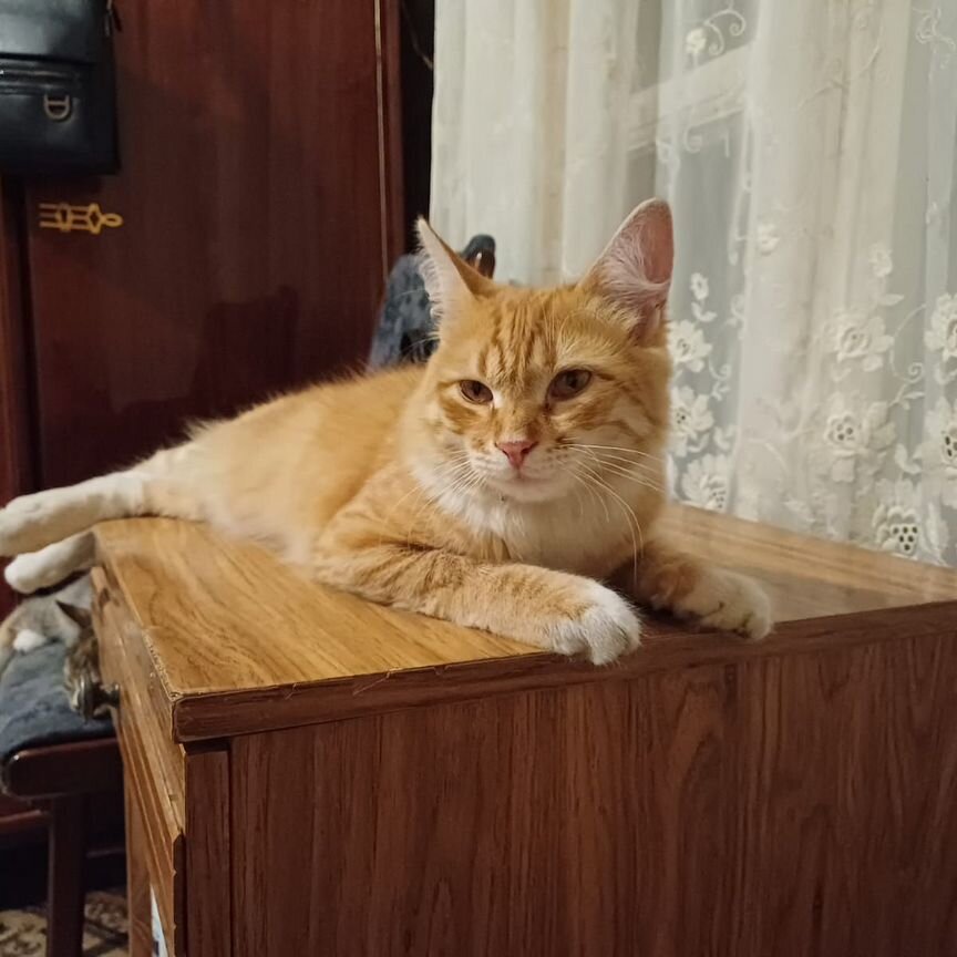 Кот в добрые руки