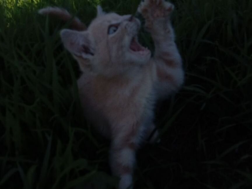 Крошечный котенок ищет дом