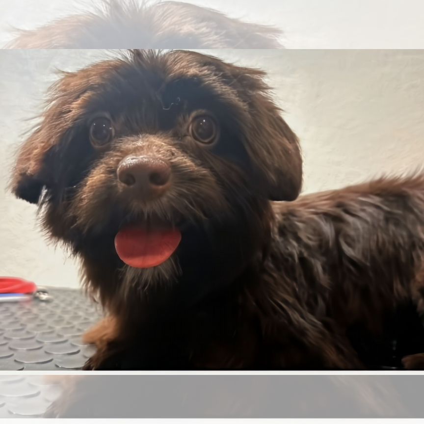 Бивер-йоркширский терьер, щенок