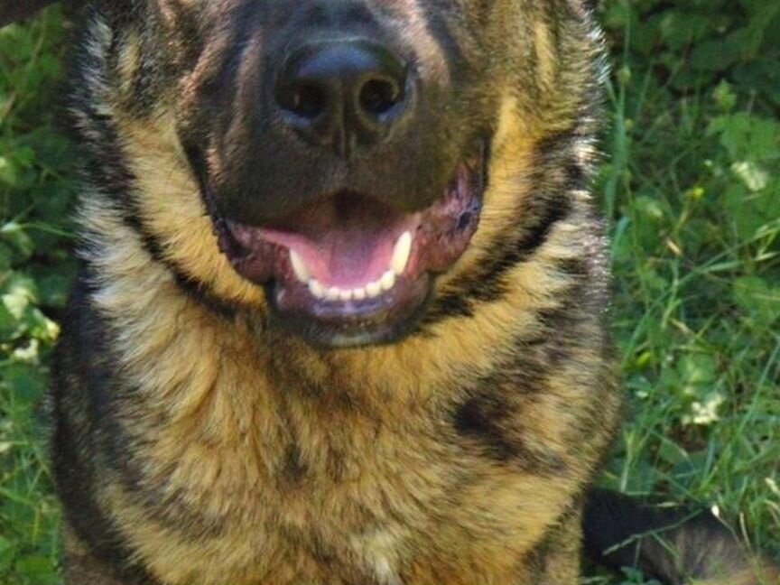 Отдам в добрые руки