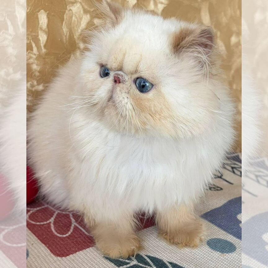 Персидский котёнок