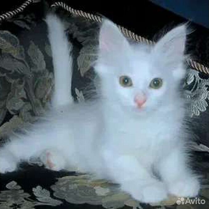 Ангорские котики