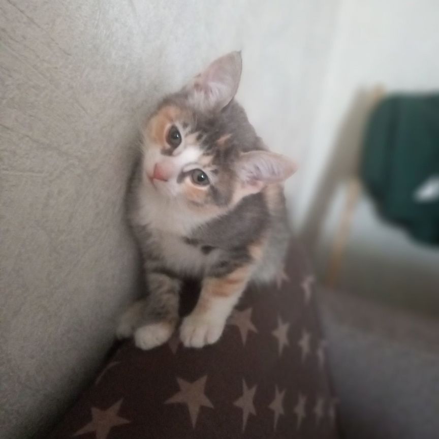 Милая кошечка
