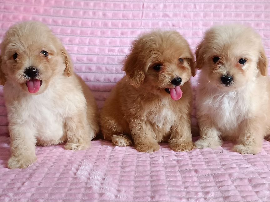 Детки мальтипу F1