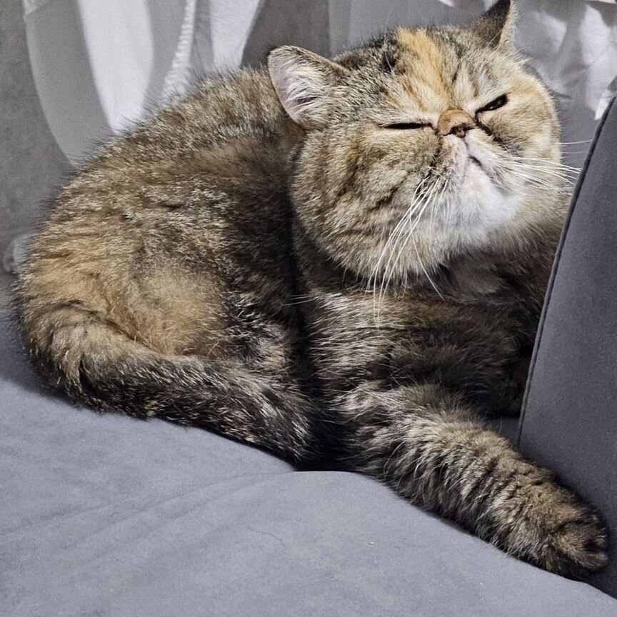 Экзотическая короткошёрстная, взрослая кошка