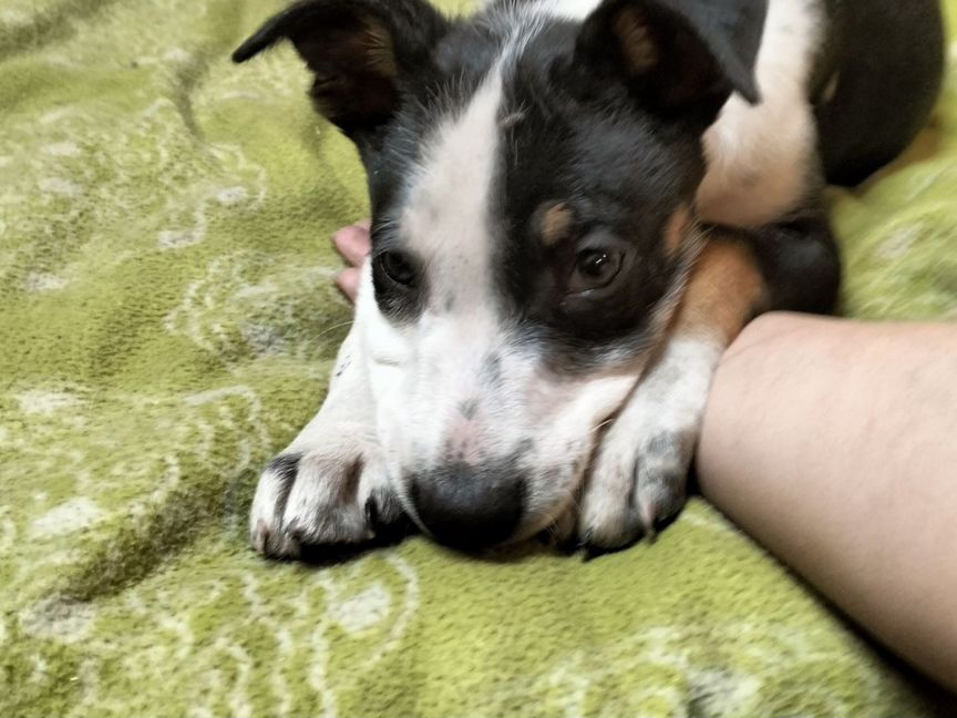 Щенок в добрые руки бесплатно