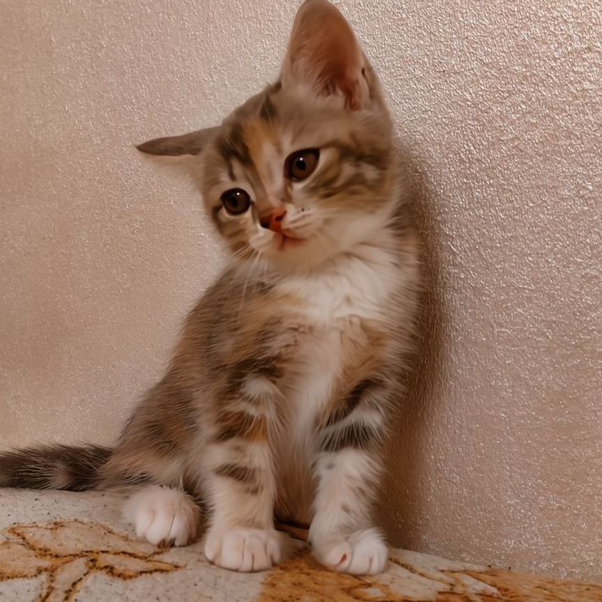 Котёнок в добрые руки