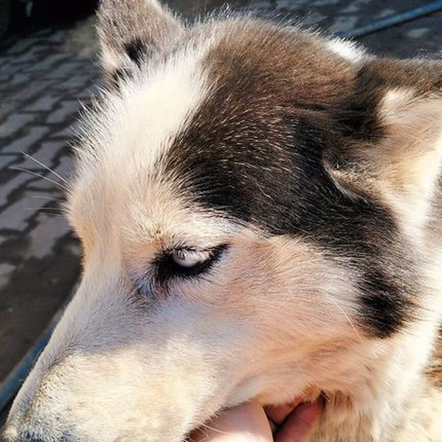 Хаски сучка для вязки