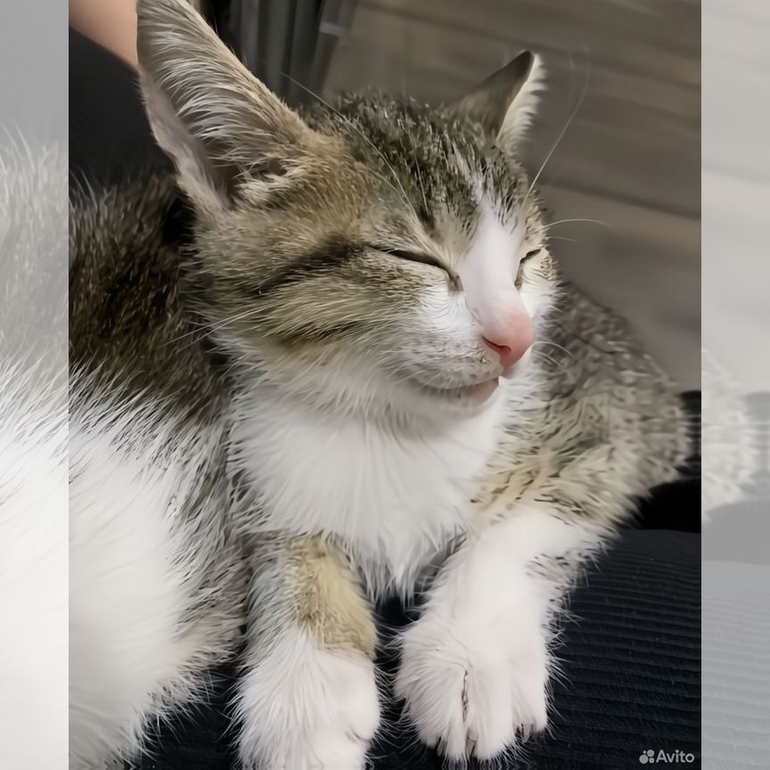 Котёнок в добрые руки