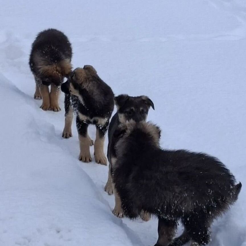 Немецкая овчарка, щенок