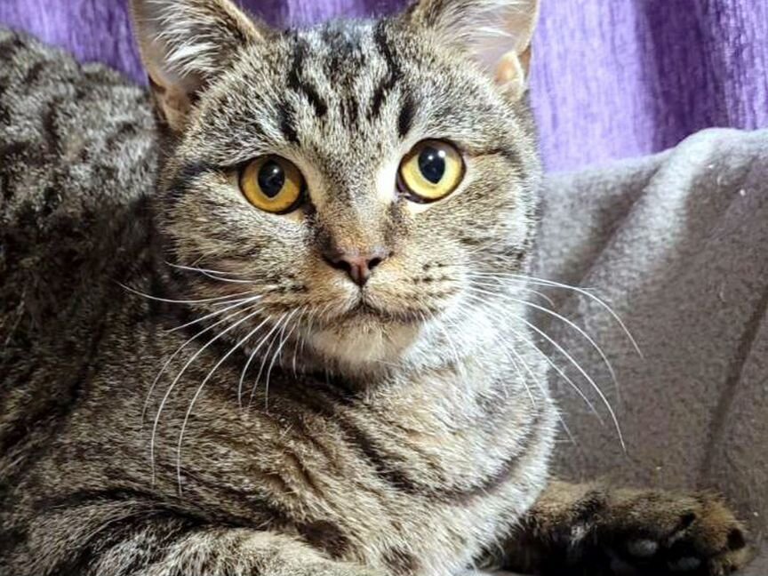 Самый лучший котенок
