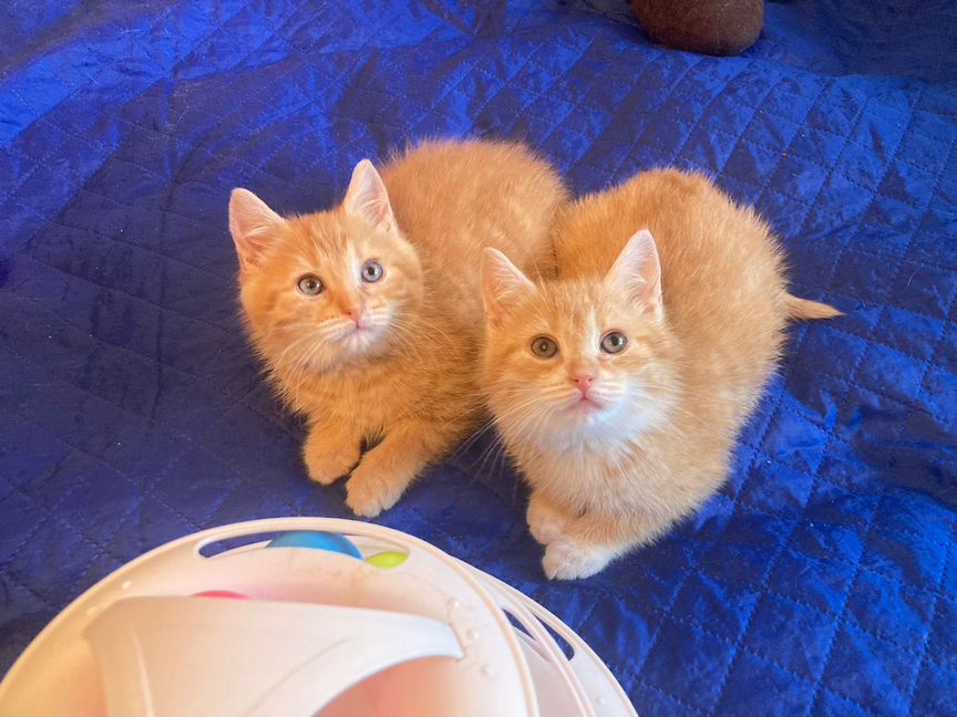 Котята в добрые руки бесплатно