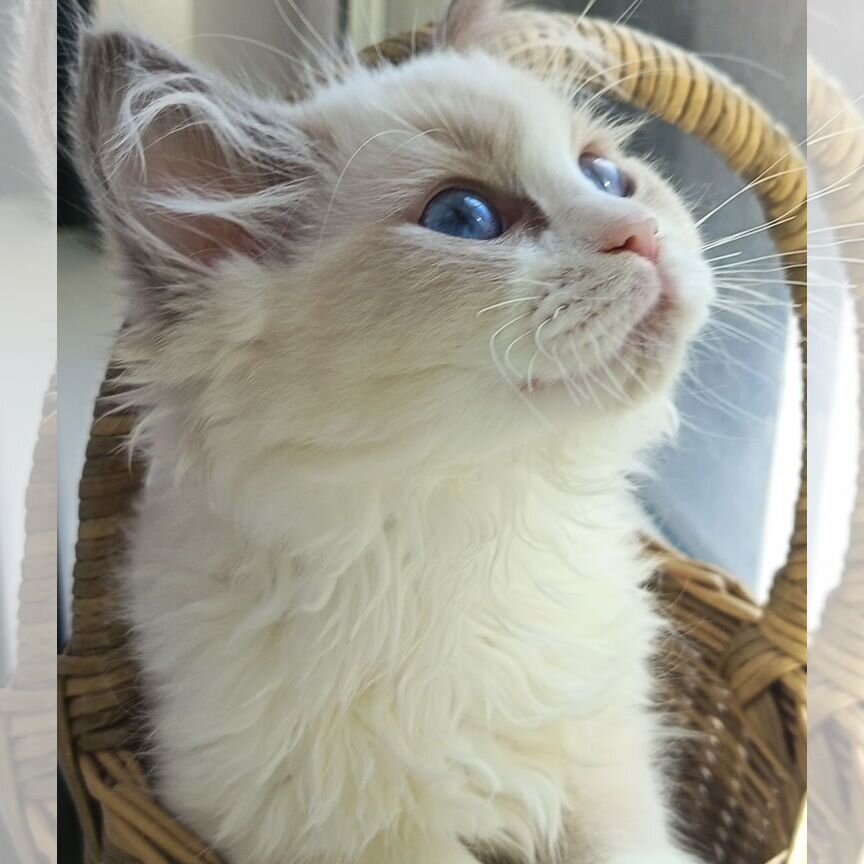 Рэгдолл котёнок