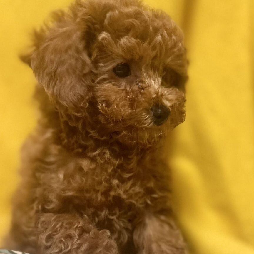 Той-пудель ред браун девочка