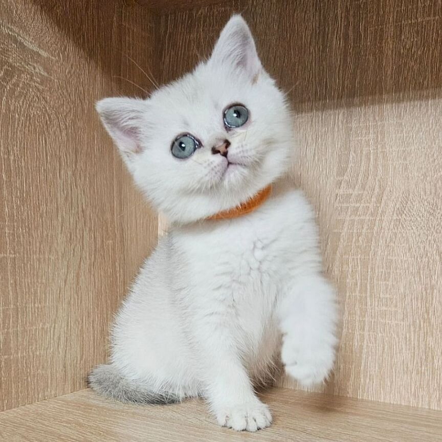 Серебристая красавица