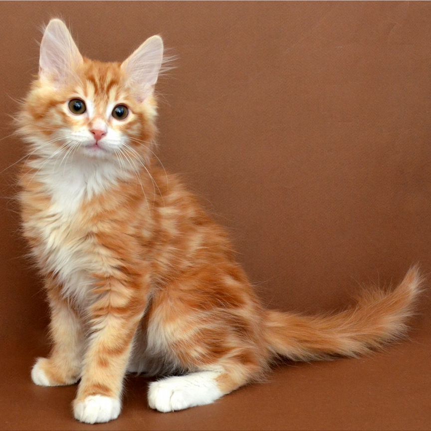 Котёнок от частного владельца