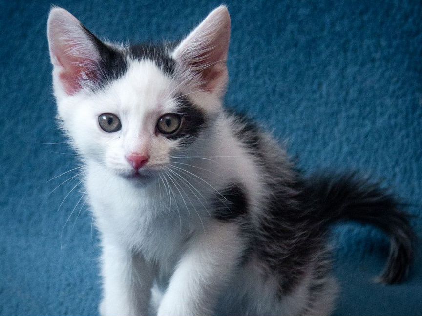 Малыш, котёнок, 2 мес, в добрые руки