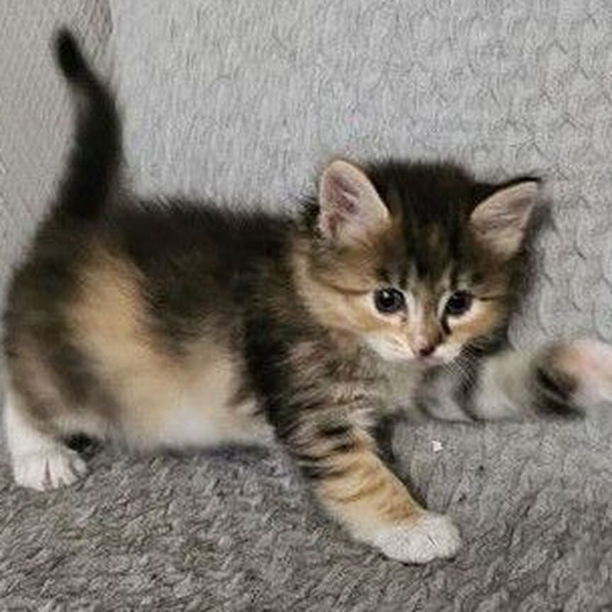Красивые котята в добрые руки