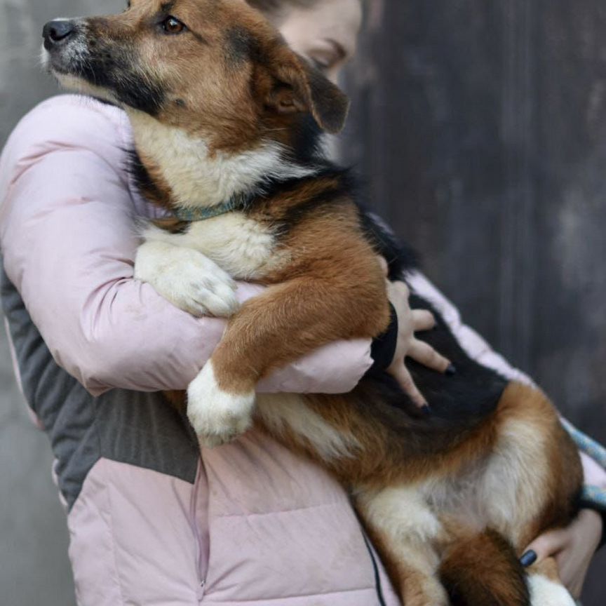 Собачка коротколапик