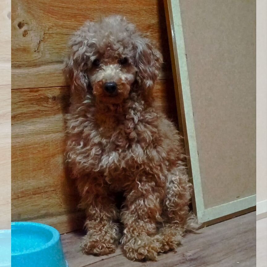 Той-пудель вязка