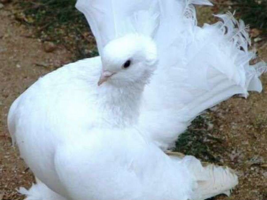 Выпуск голубей для свадьбы