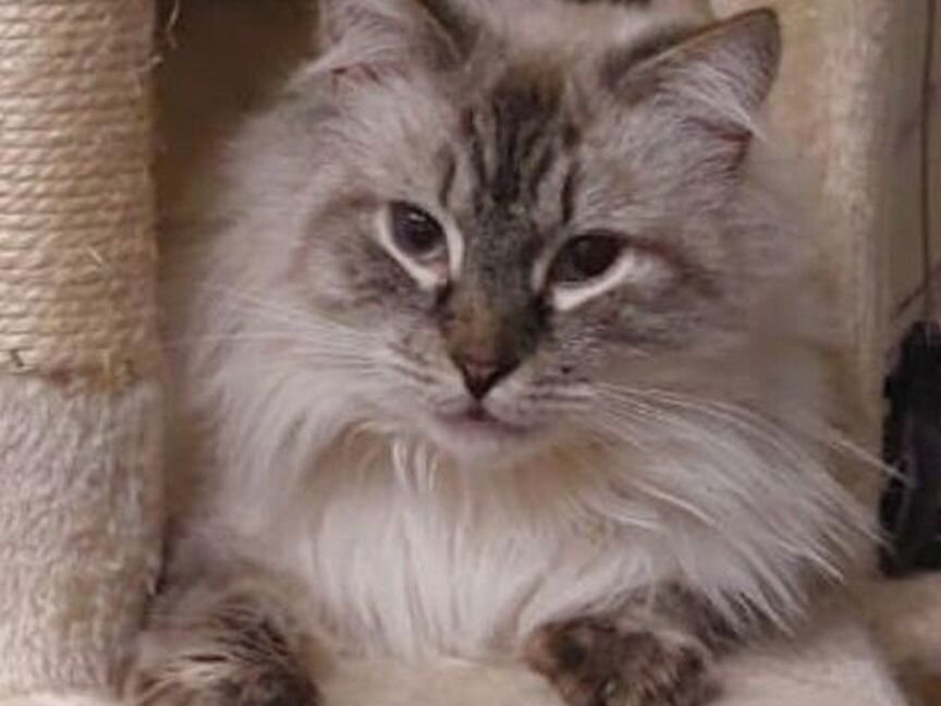 Котик порода невская маскарадная, нужна адаптация