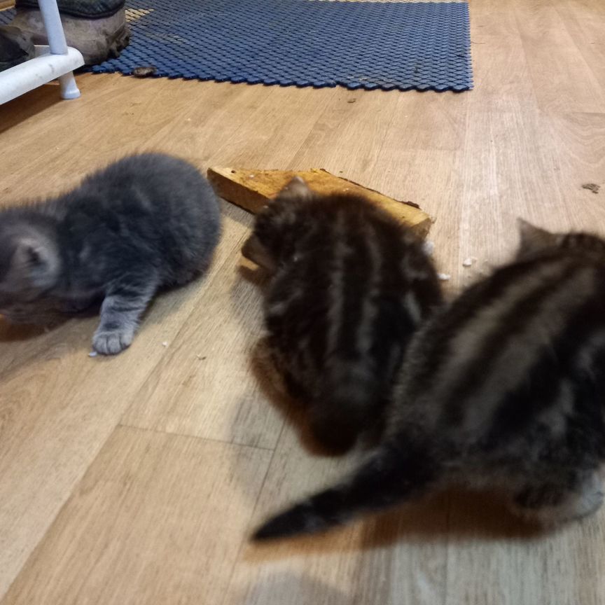 Котята в добрые руки 1 месяц, 3 шт Кингисепп. Ежен
