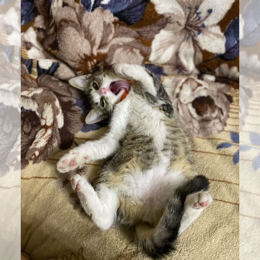 Котенок в добрые руки