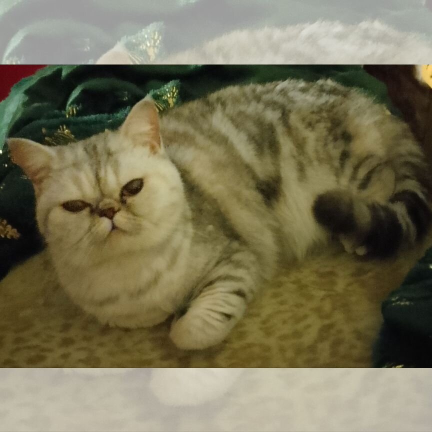 Экзотический короткошёрстный котёнок