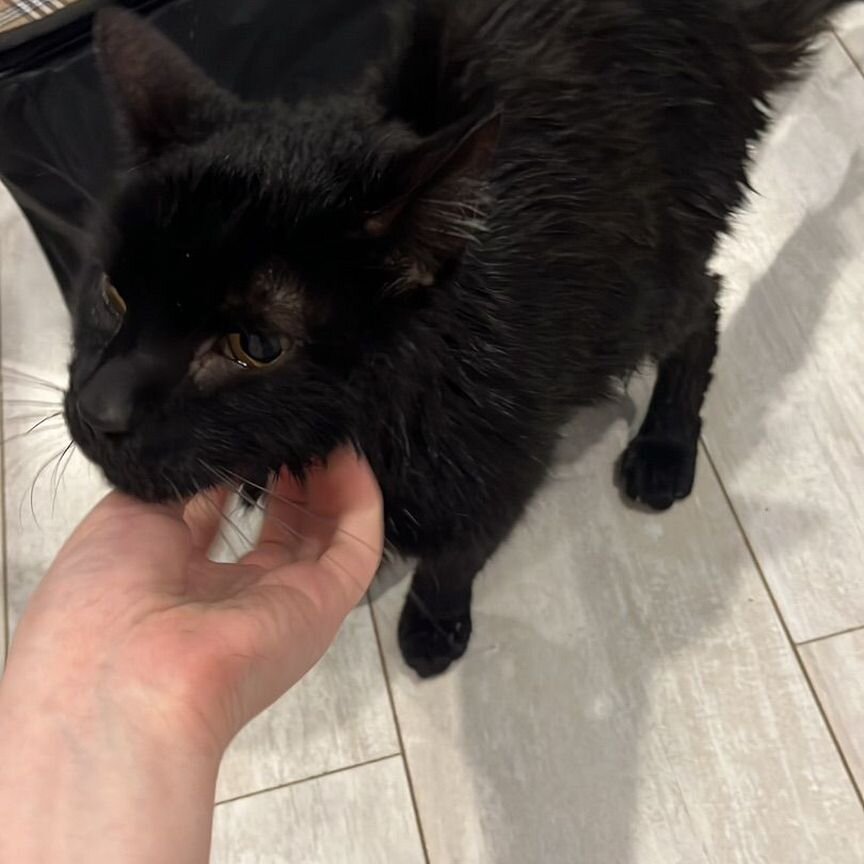 Нашли Кота