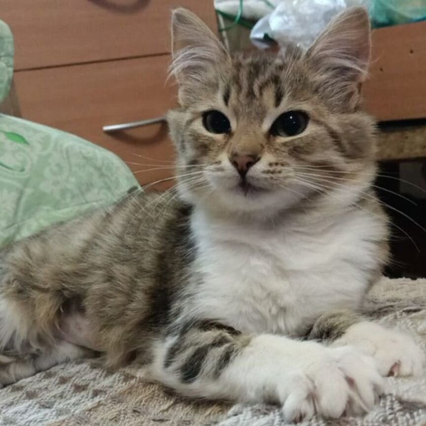 Кастрированный котик ищет дом