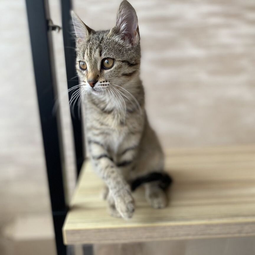 Котенок
