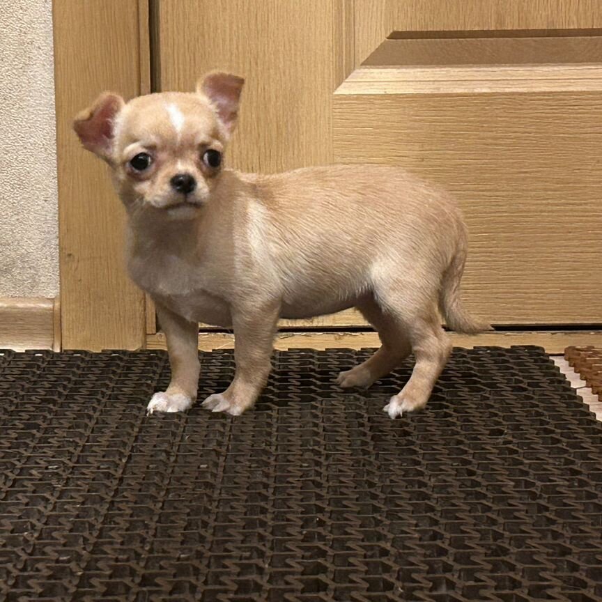 Чихуахуа девочка