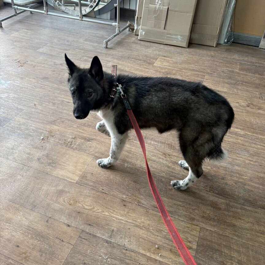 Лайка, щенок