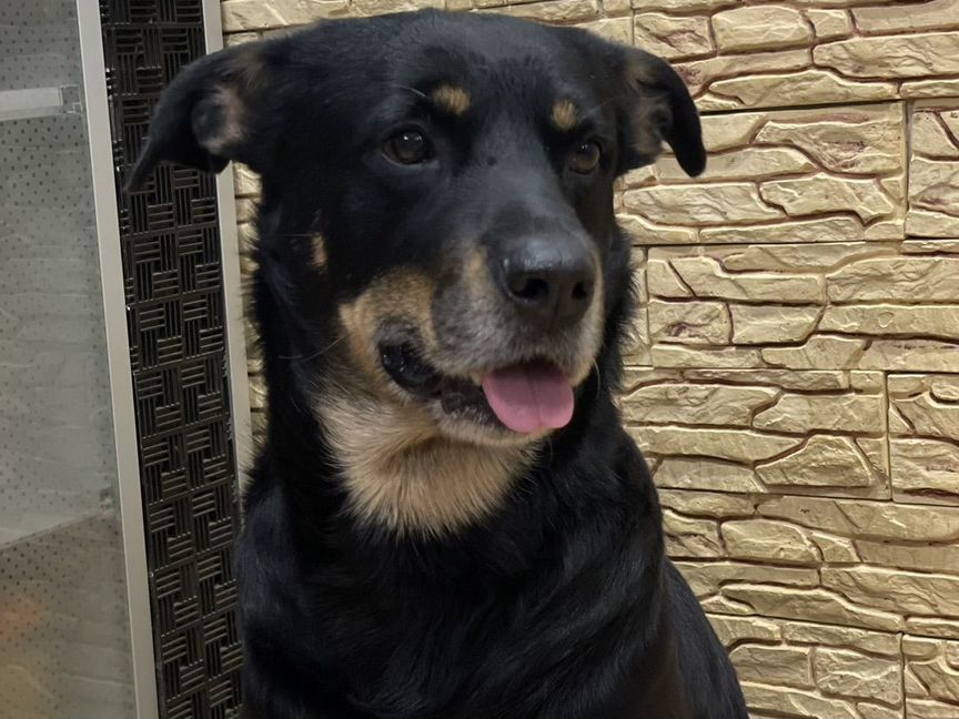 Собака Босерон (вязка)