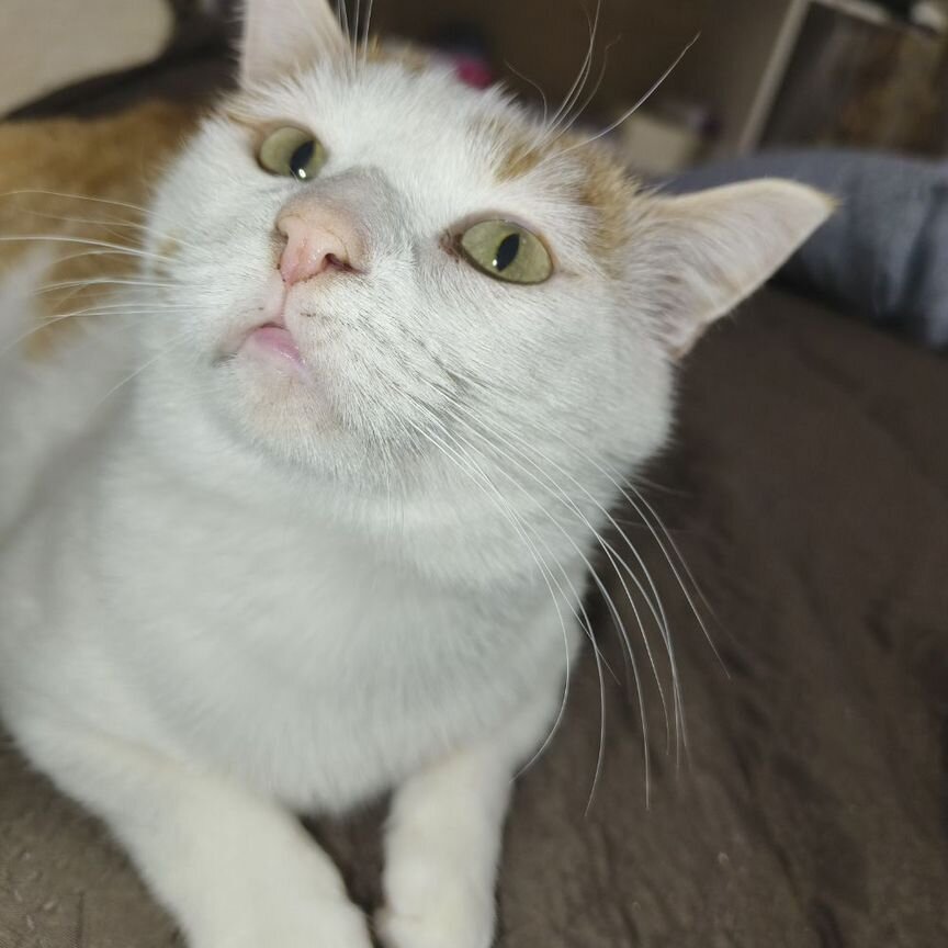 Котик
