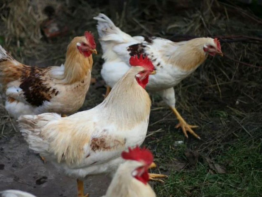 Молодые петушки