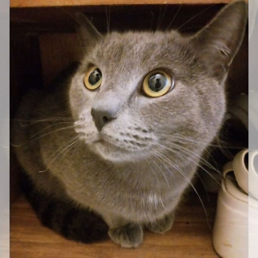 Русский голубой, взрослый кот