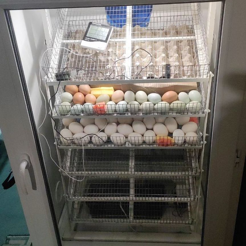 Инкубатор для яиц автоматический