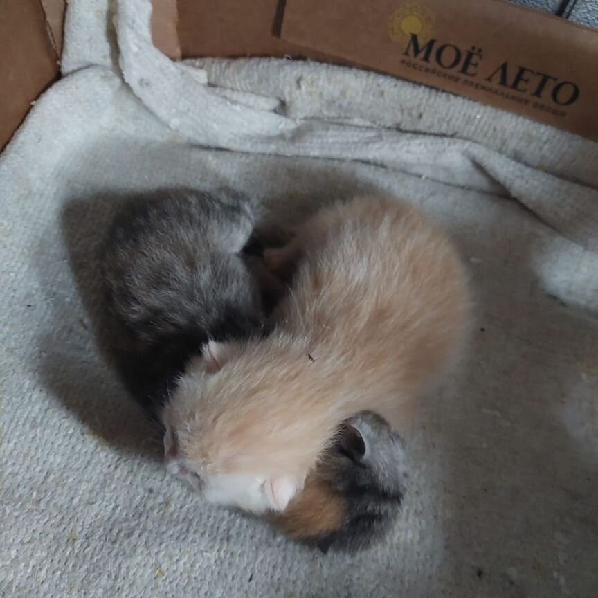 Котята в добрые руки бесплатно