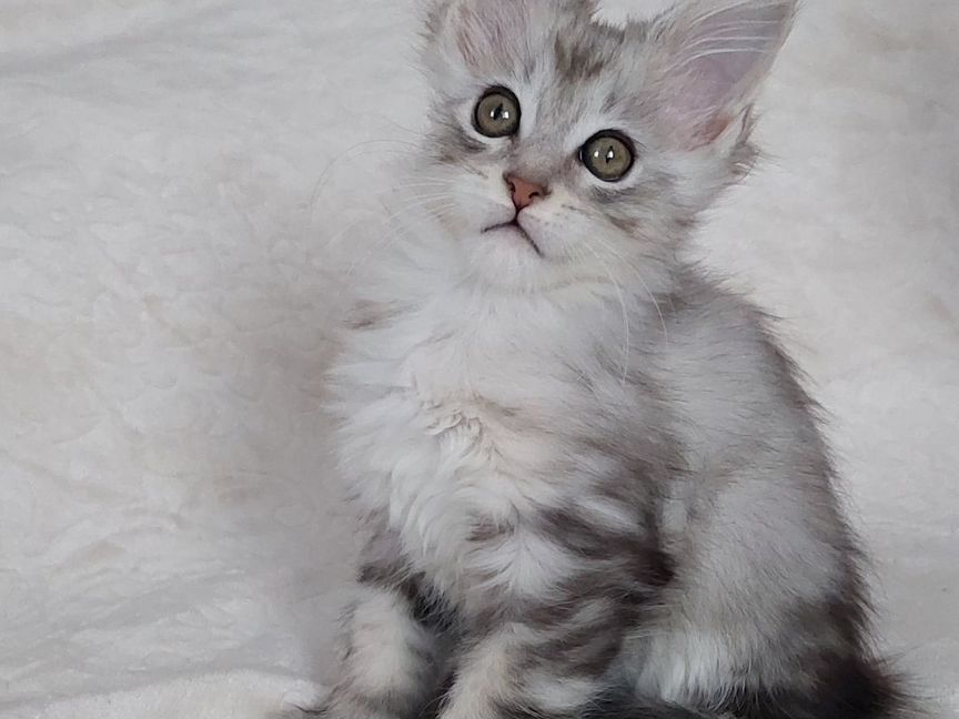 Котята мейн-кун полидакт