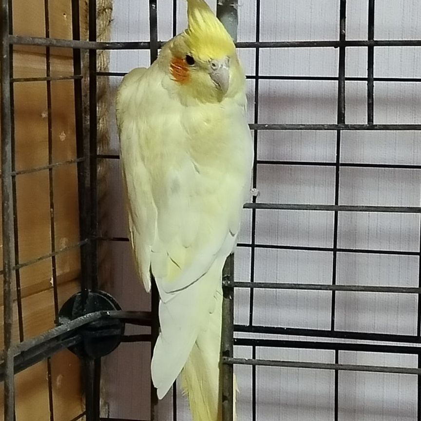 Попугай корелла девочка