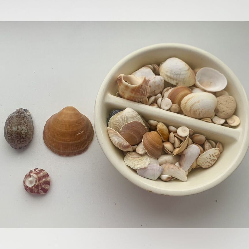 Ракушки из разных морей и океанов