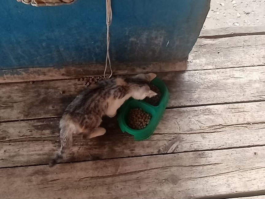 Котенок триколор
