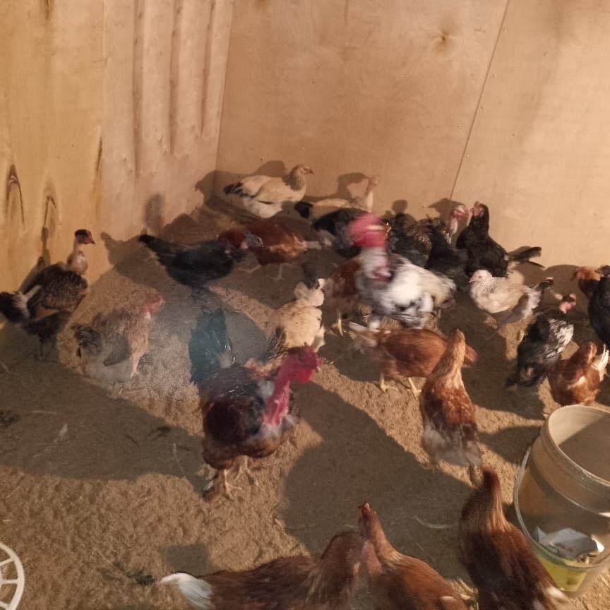 Куры молодки несушки домашние