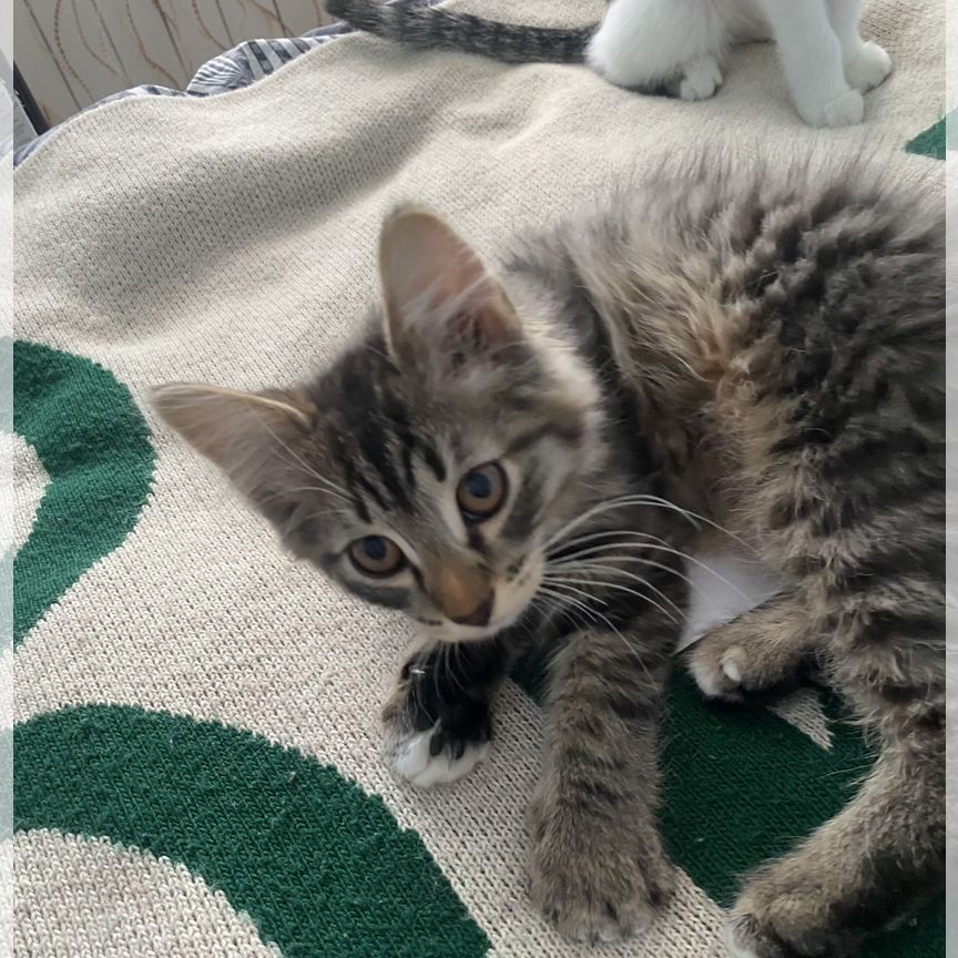 Котёнок в добрые руки