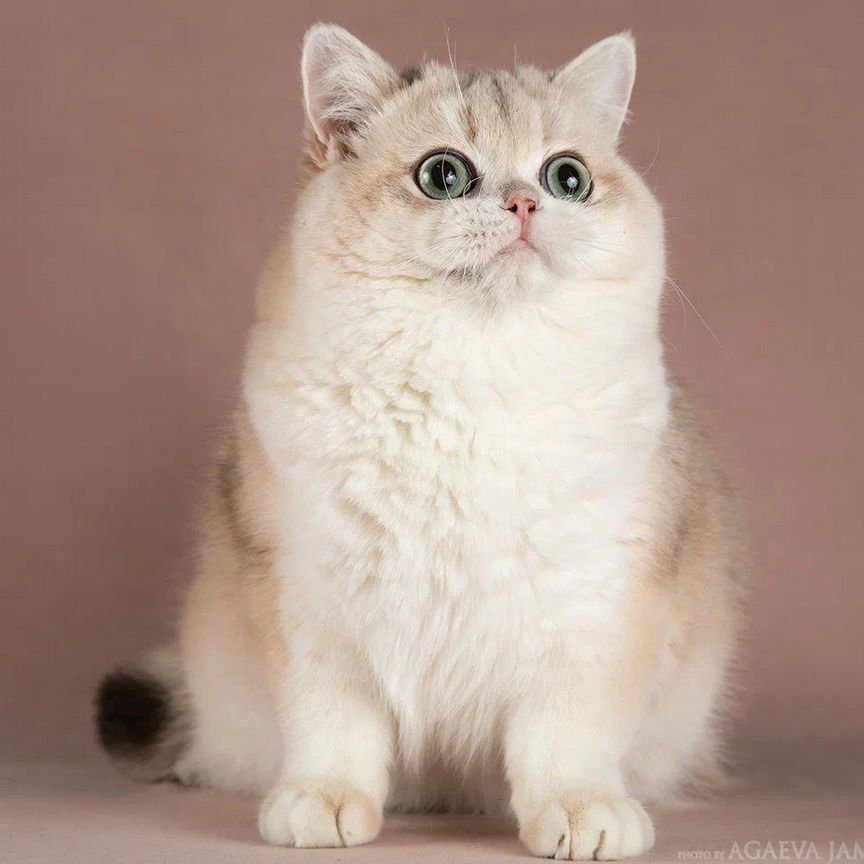 Котик британская шиншилла голубое золото Немо